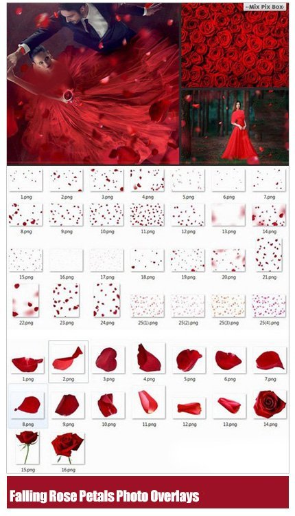 CM Falling Rose Petals Photo Overlays | visualstorms