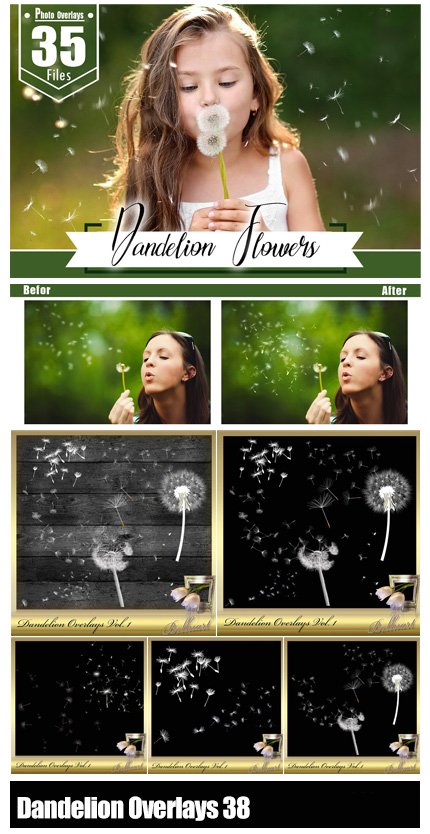 38 Dandelion Overlays | visualstorms 38 Dandelion Overlays