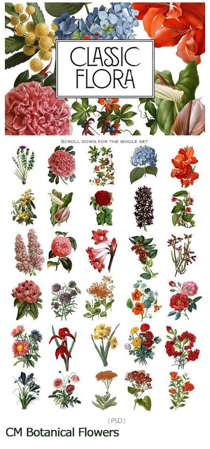 CM Botanical Flowers | visualstorms CM Botanical Flowers