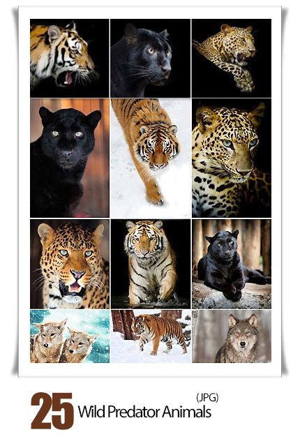 Wild Predator Animals | visualstorms